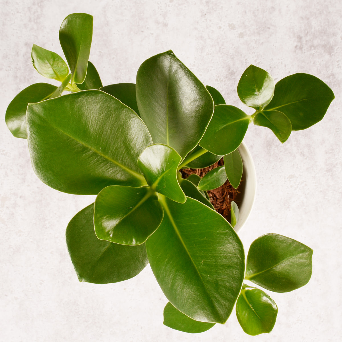 Clusia: tutto sulla cura della clusia, una pianta facile da appartamento