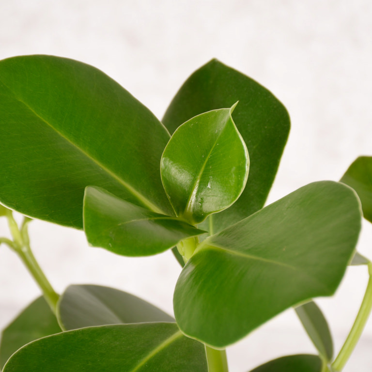 Clusia: tutto sulla cura della clusia, una pianta facile da appartamento