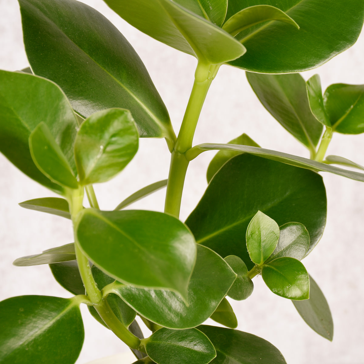 Clusia: tutto sulla cura della clusia, una pianta facile da appartamento