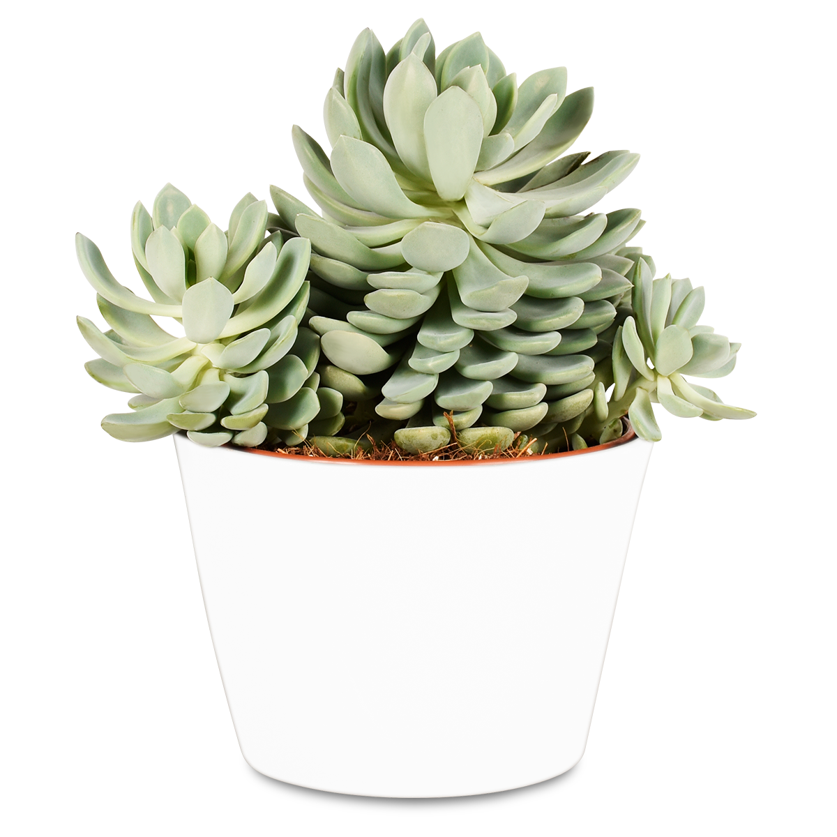 Echeveria, una pianta succulenta facile facile da curare