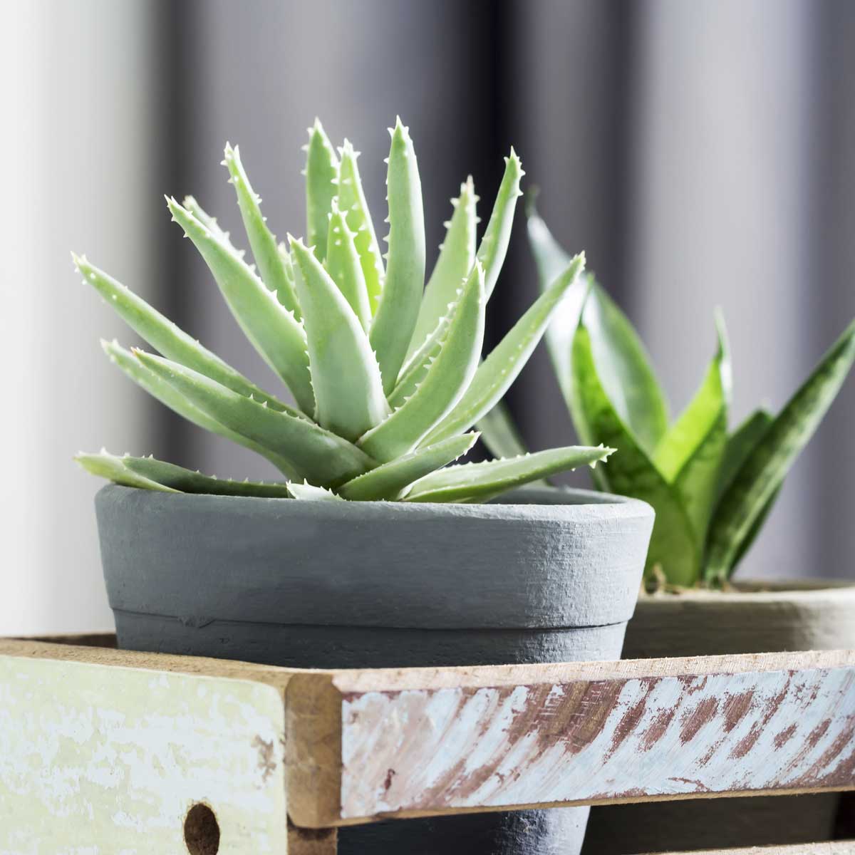 Pianta aloe vera in casa: coltivazione e cura » undergreen.it
