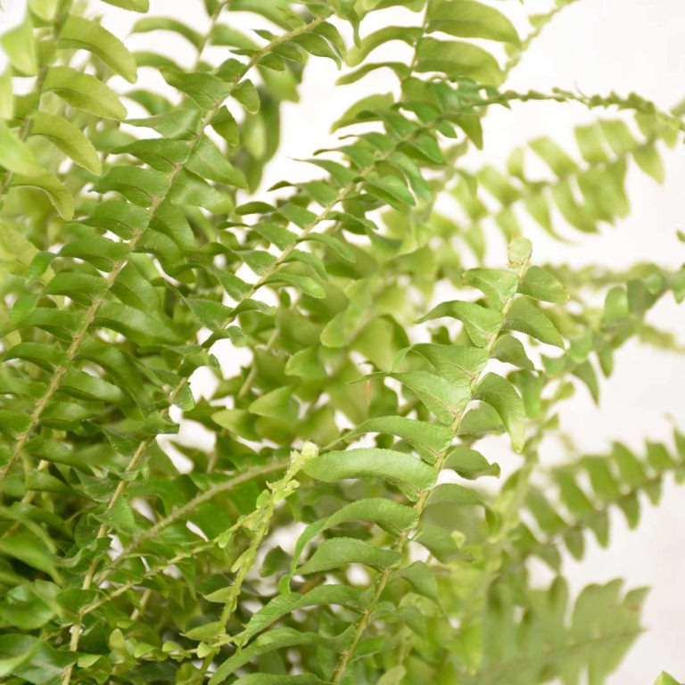 Felce, una pianta di poche esigenze che purifica l'aria