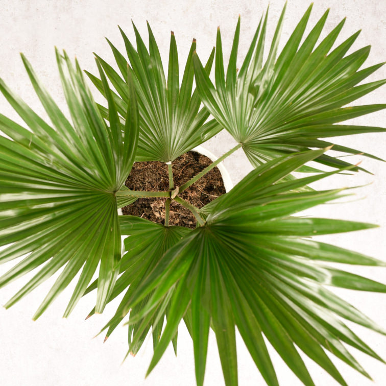 Livistona caratteristiche e consigli per prendertene cura