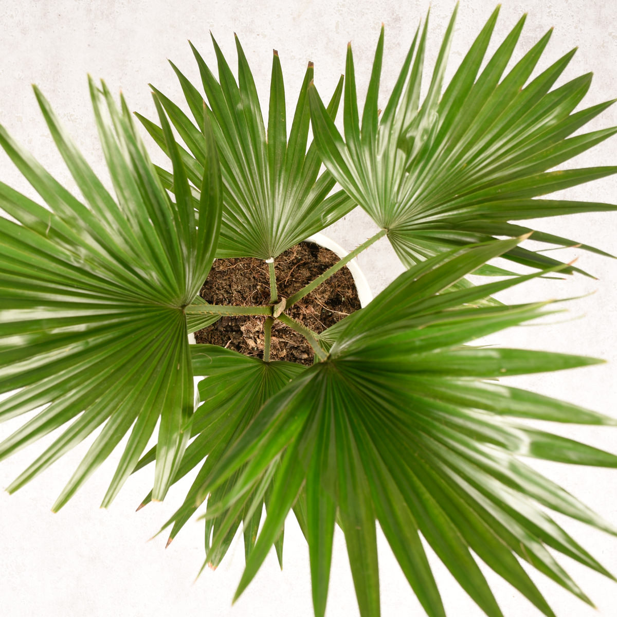 Livistona caratteristiche e consigli per prendertene cura