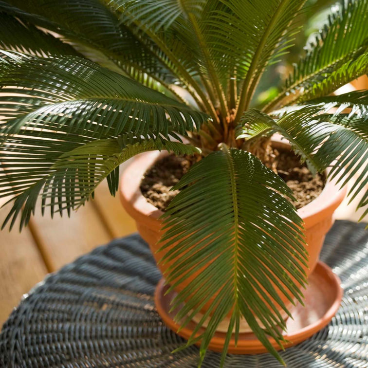 Cycas: cura, coltivazione e prodotti » undergreen.it