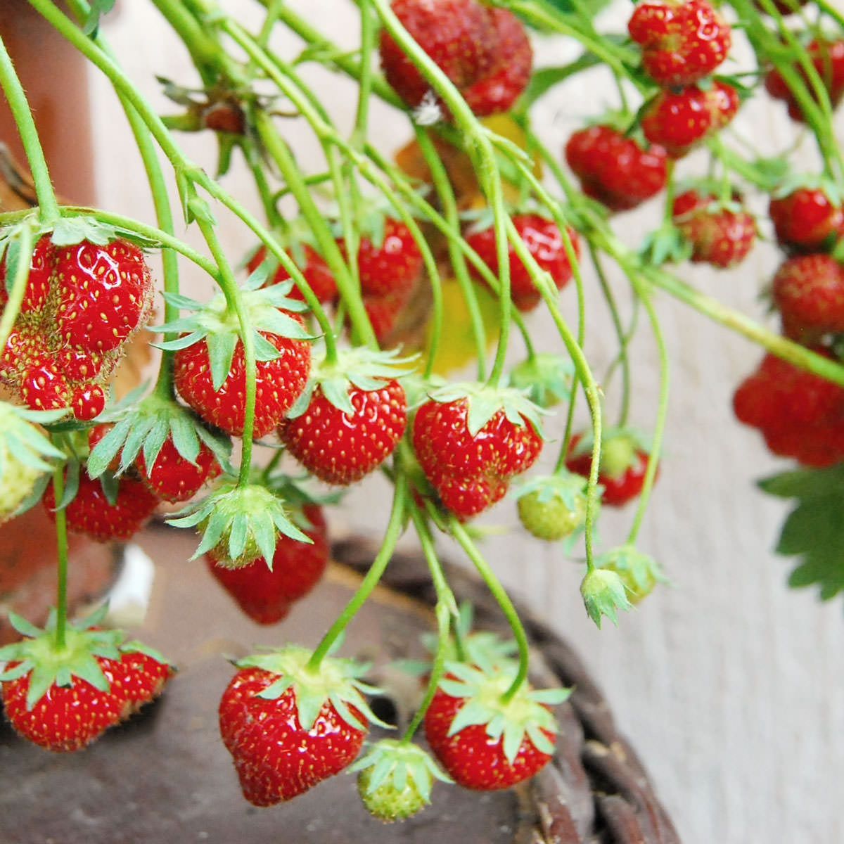 Pianta della Fragola in vaso: cura e coltivazione » undergreen.it