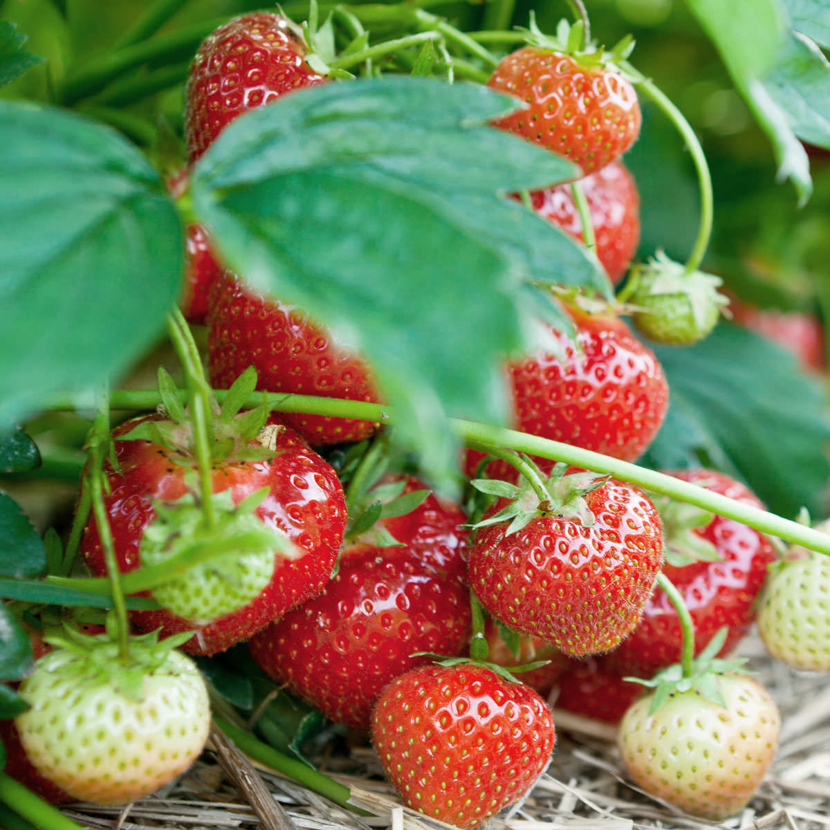 Pianta della Fragola in vaso: cura e coltivazione » undergreen.it