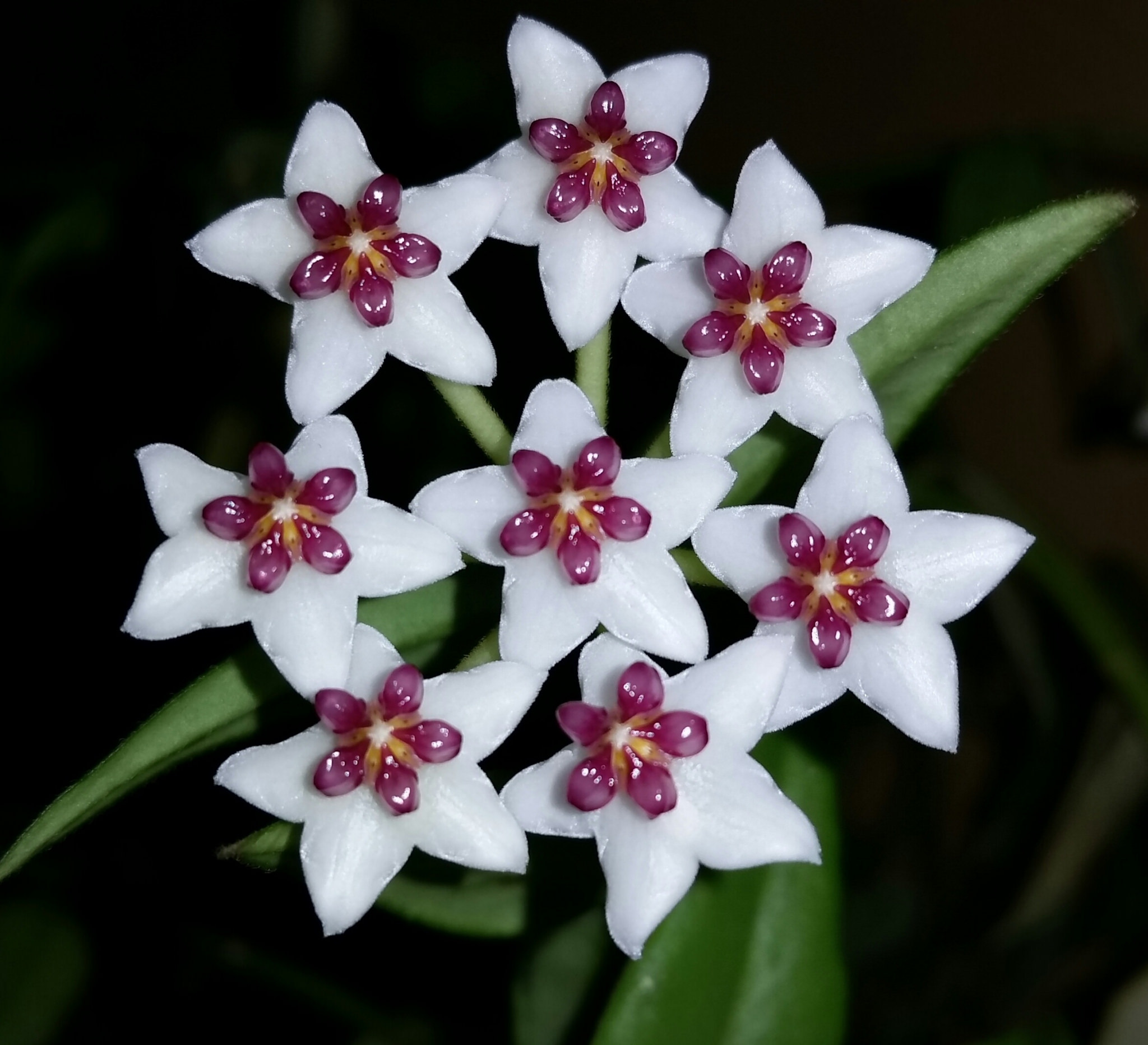 Fiore di cera (Hoya): coltivazione e cura della pianta » undergreen.it