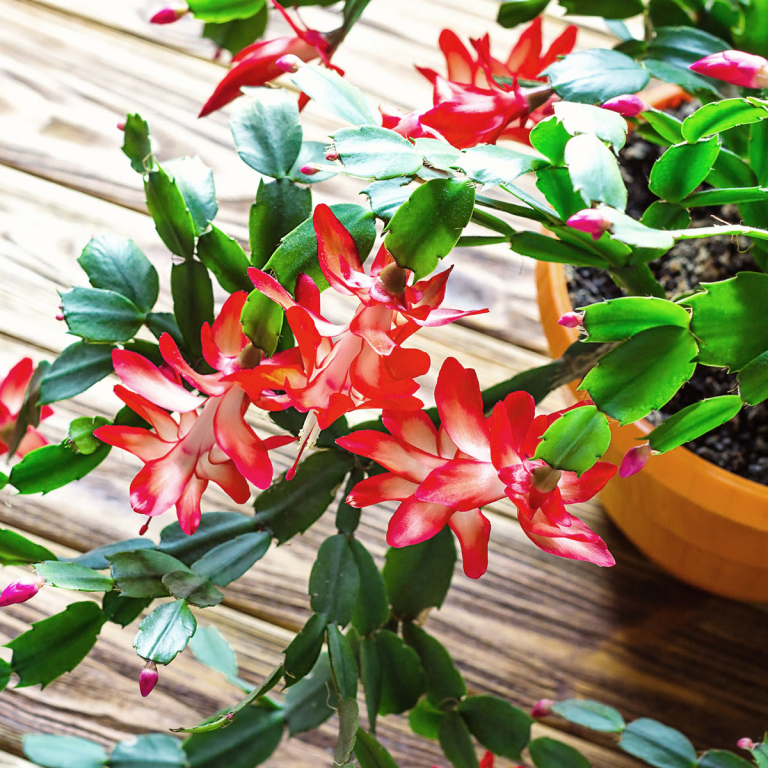 Natalina o Schlumbergera o cactus di Natale: la cura