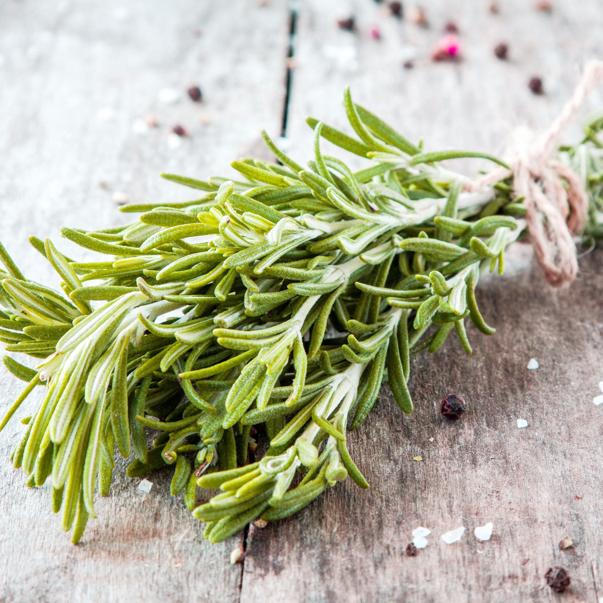 Rosmarino: come si pianta, caratteristiche e cura » undergreen.it