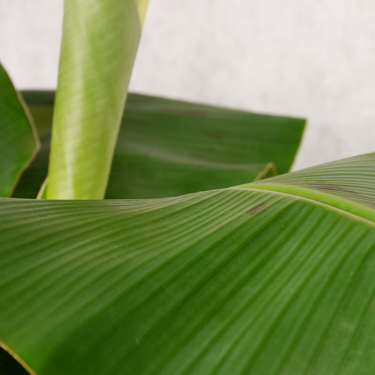 Pianta di banano: cura e coltivazione in casa » undergreen.it