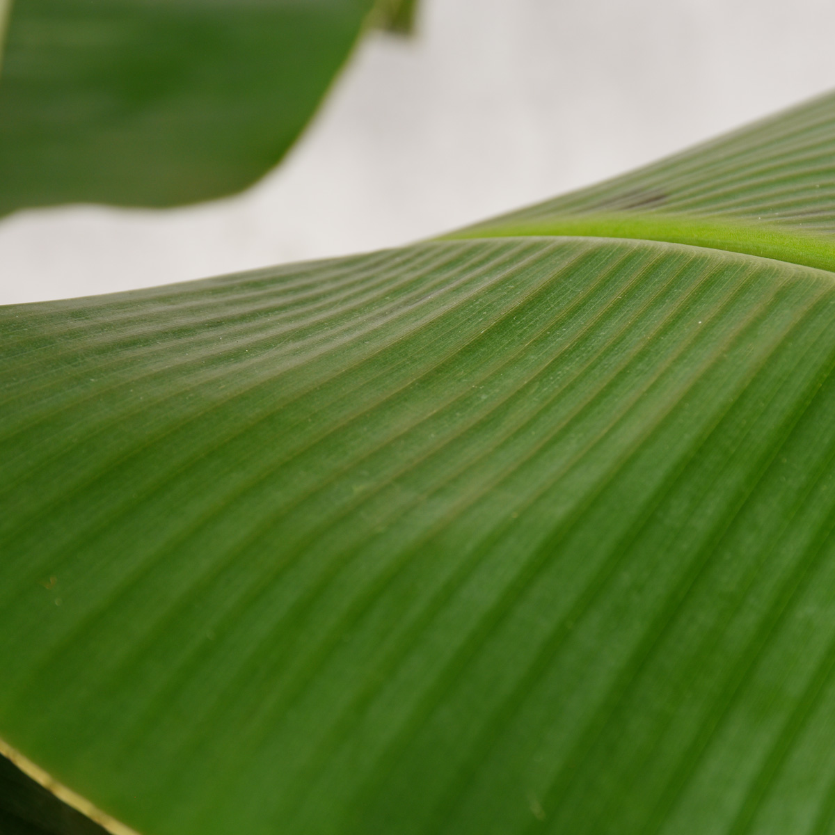 Pianta di banano: cura e coltivazione in casa » undergreen.it