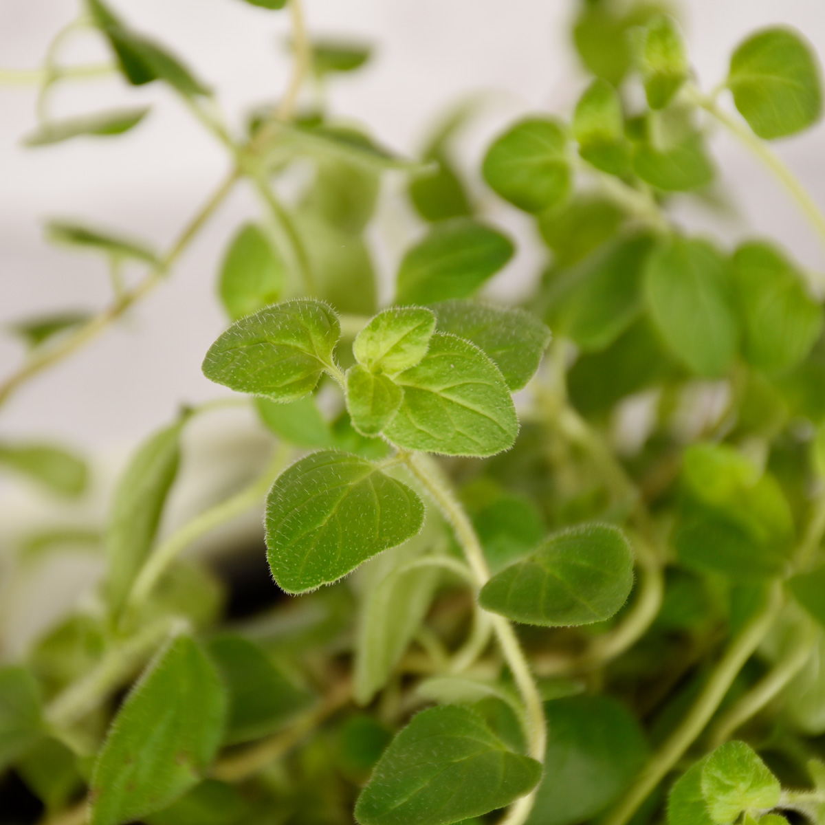 Pianta di Origano: cura e coltivazione in vaso » undergreen.it