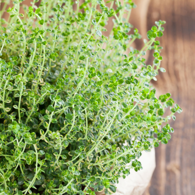 Timo pianta: proprietà e come coltivarla » undergreen.it