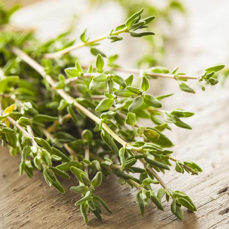 Timo pianta: proprietà e come coltivarla » undergreen.it