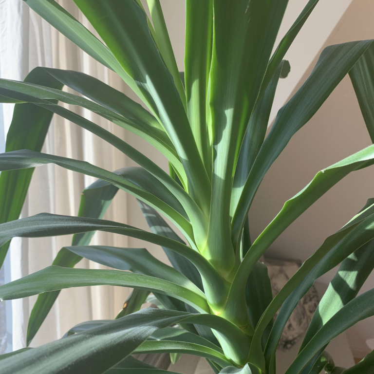 Pianta Yucca: coltivazione e cura » undergreen.it