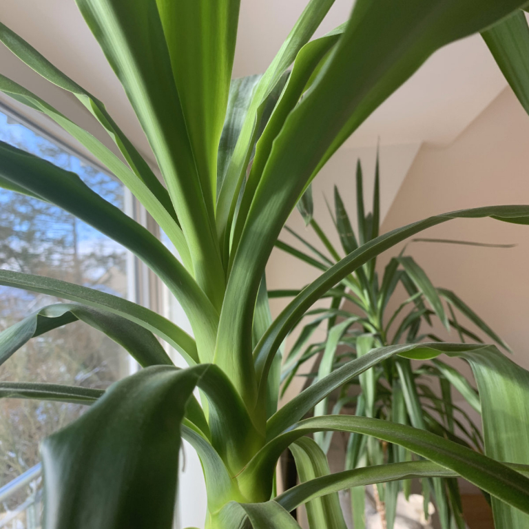 Pianta Yucca: coltivazione e cura » undergreen.it