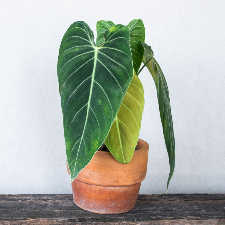 Pianta di Filodendro: coltivazione e cura » undergreen.it
