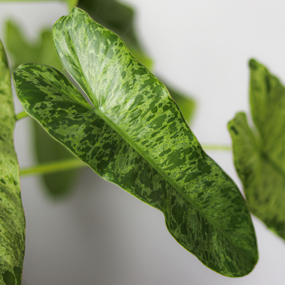 Pianta di Filodendro: coltivazione e cura » undergreen.it