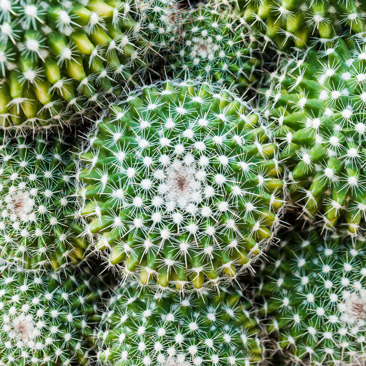 Propagazione piante succulente e cactus: la guida » undergreen.it