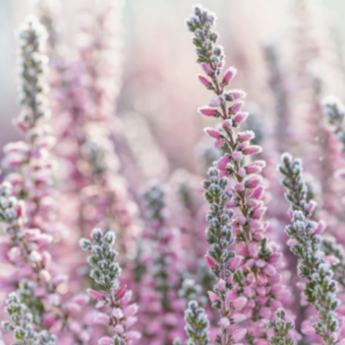 Pianta Erica Carnea: coltivazione e cura » undergreen.it