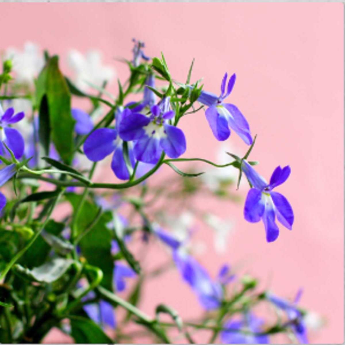 Lobelia erinus » undergreen.it